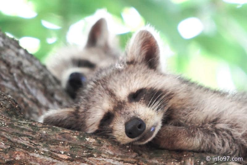 Ti racoon